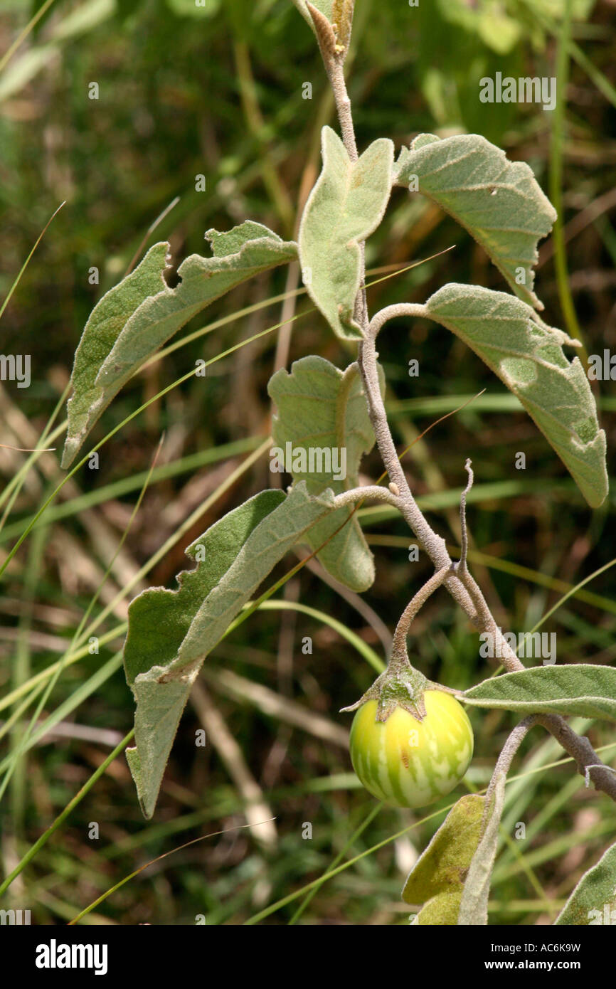 Sodom apple hi-res stock photography and images - Alamy
