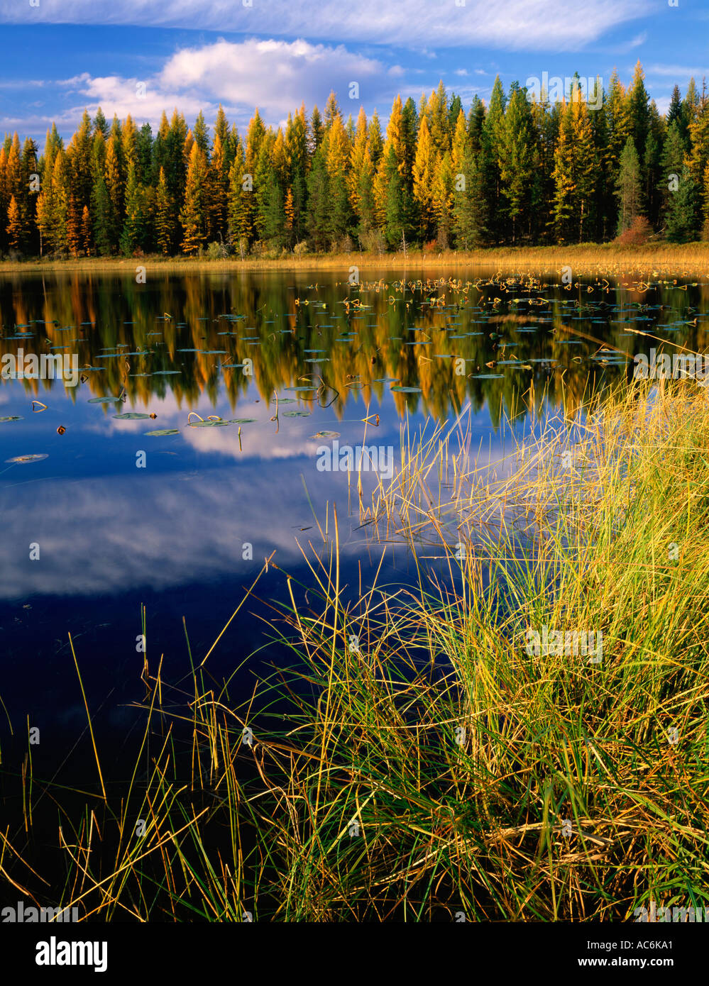 Colville National Forest, WA: Fall colors of Western Larch Larix ...