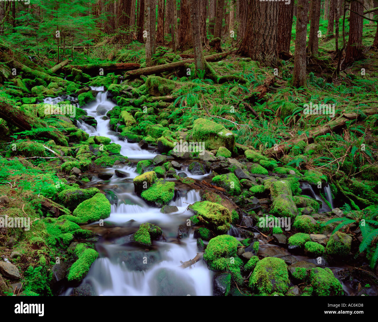 Stream flows through mossy rocks hi-res stock photography and images ...