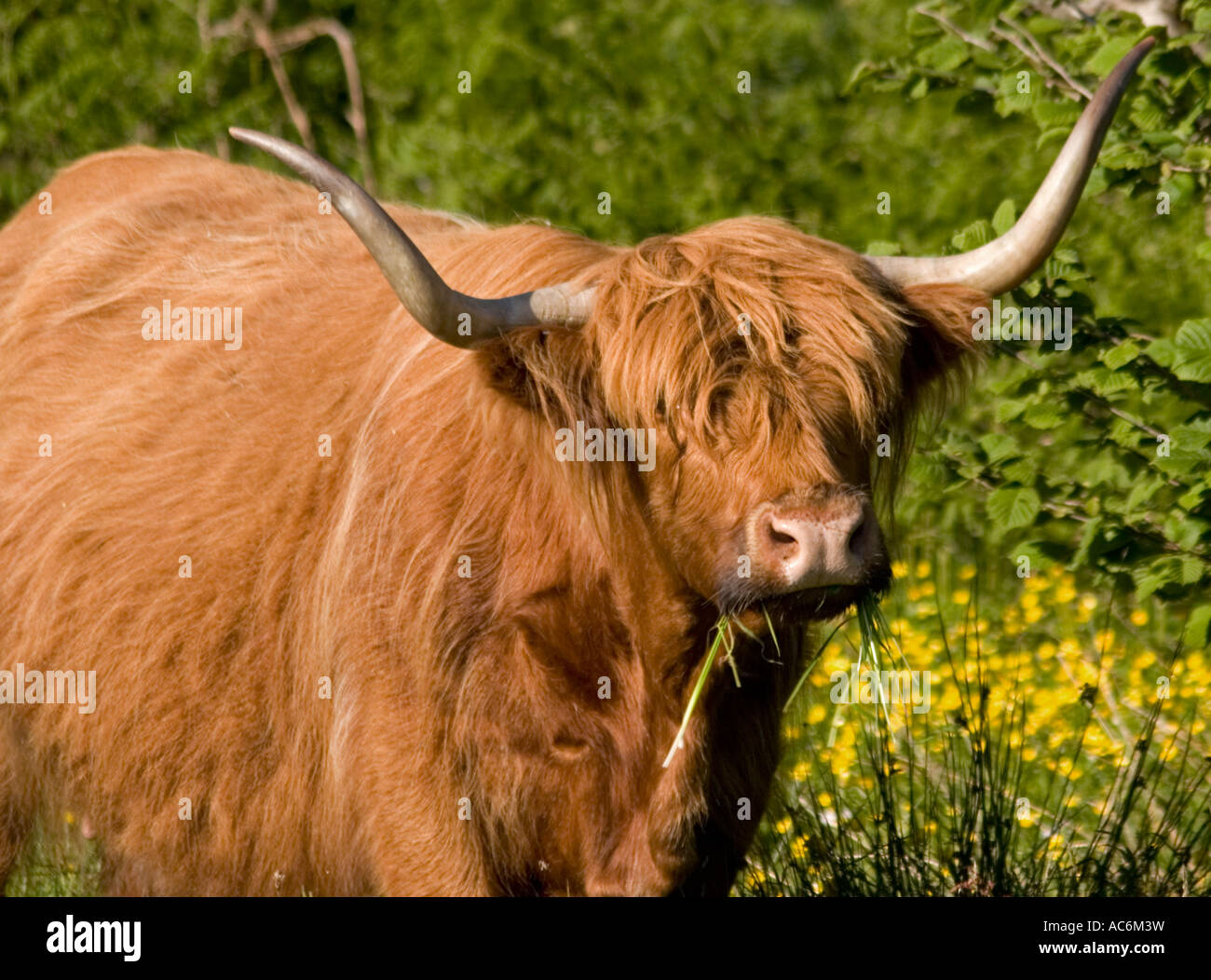 Brown highland cattle with horns and shaggy hair Stock Photo - Alamy
