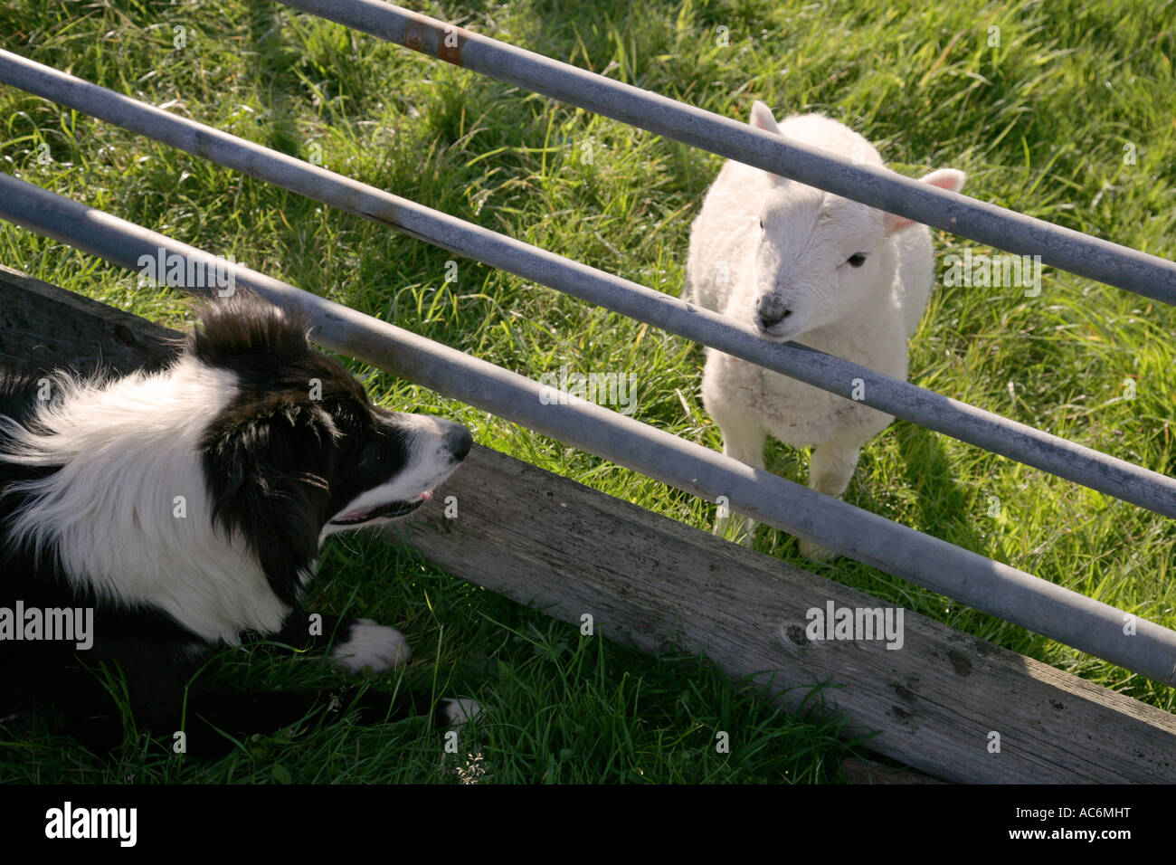 Guarding animals hi-res stock photography and images - Alamy