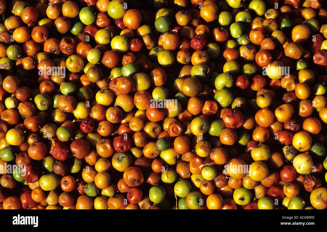 FRUITS NEAR GOLCONDA FORT ANDHRA PRADESH Stock Photo - Alamy