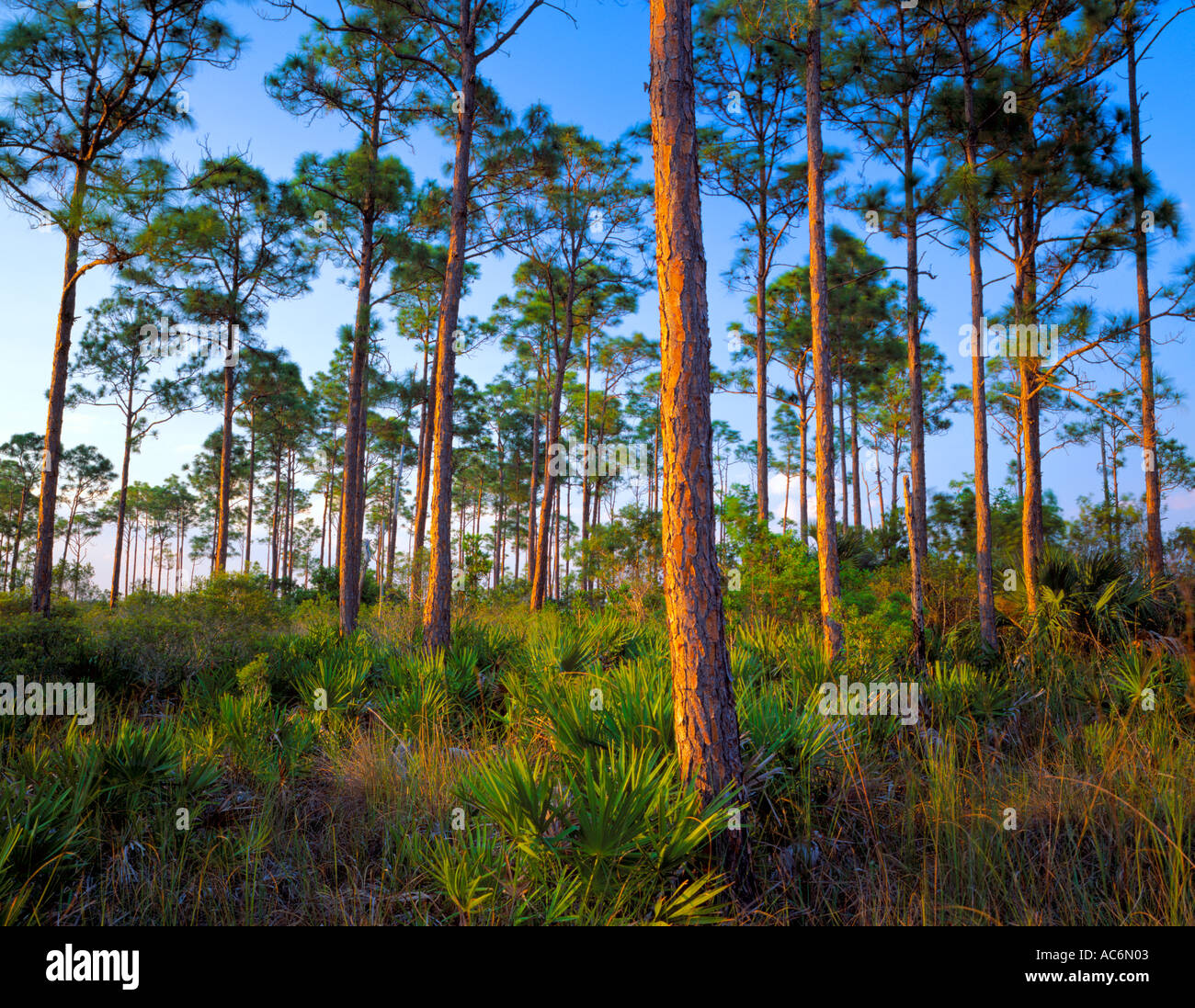 Florida palmetto pine forest hi-res stock photography and images - Alamy