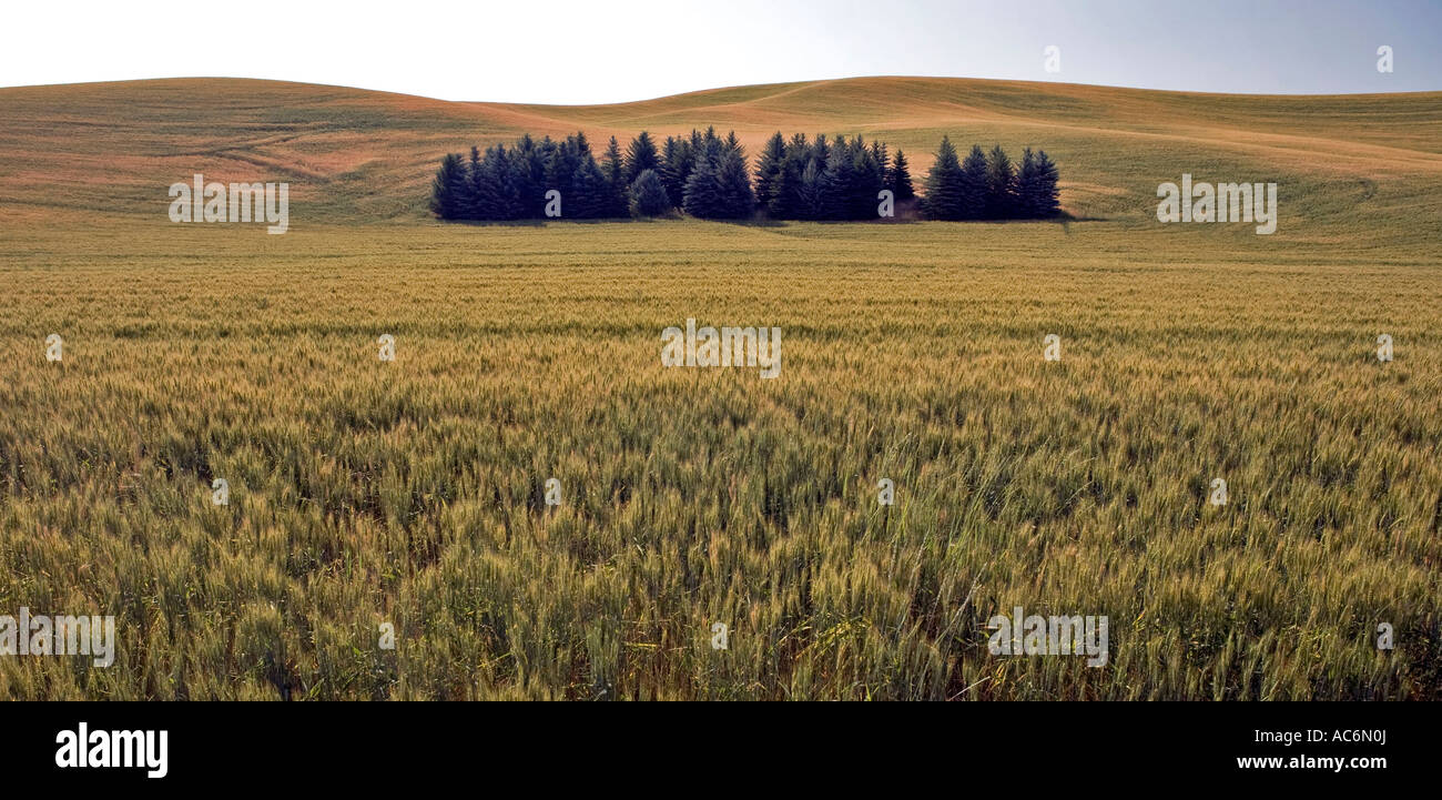 The Palouse region in southeastern Washington a world producer of wheat ...