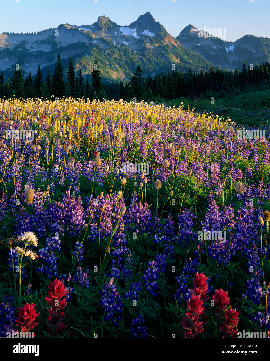 Mount Rainier National Park WA Tatoosh mountain range and meadow of ...