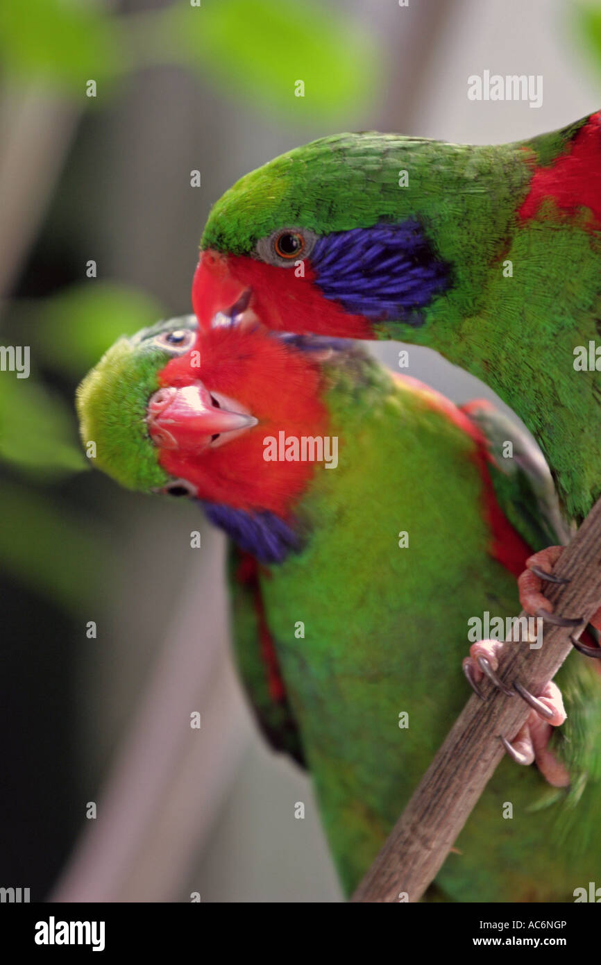 Parakeets hi-res stock photography and images - Alamy