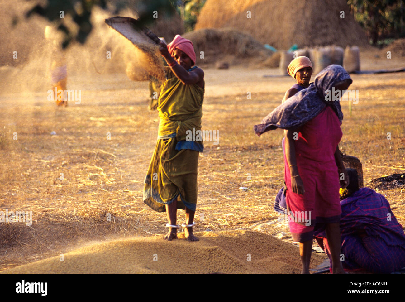 Winnowing hi-res stock photography and images - Alamy