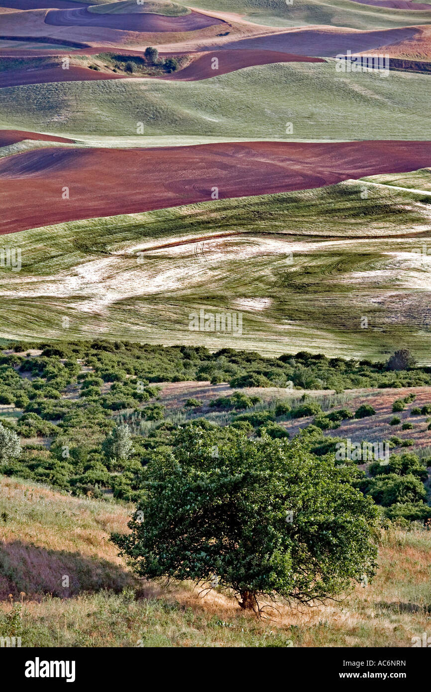 The Palouse region in southeastern Washington a world producer of wheat ...