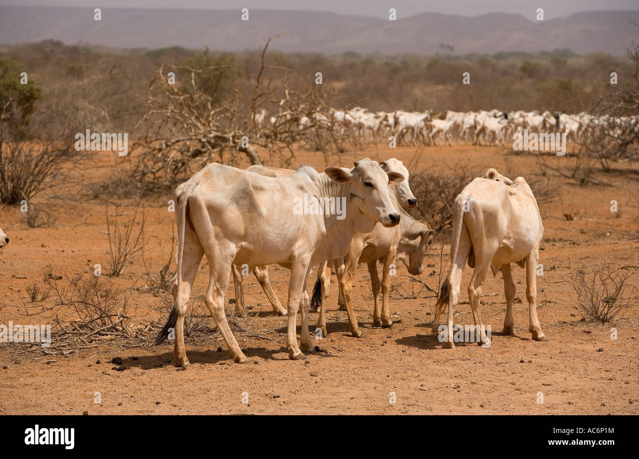 Somalia kenya hi-res stock photography and images - Alamy