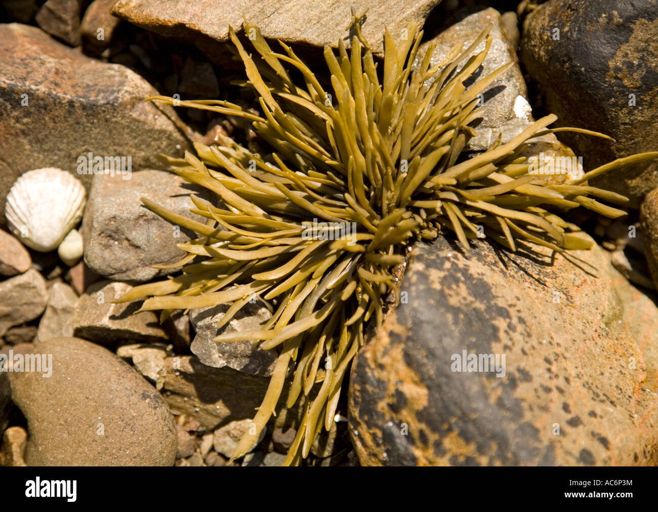 Seaweed on the beach,Scotland,England,UK Stock Photo - Alamy