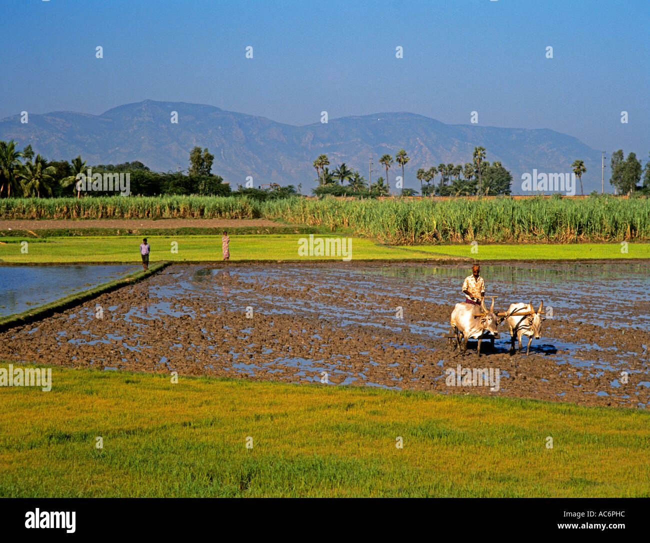 Rajamundry hi-res stock photography and images - Alamy