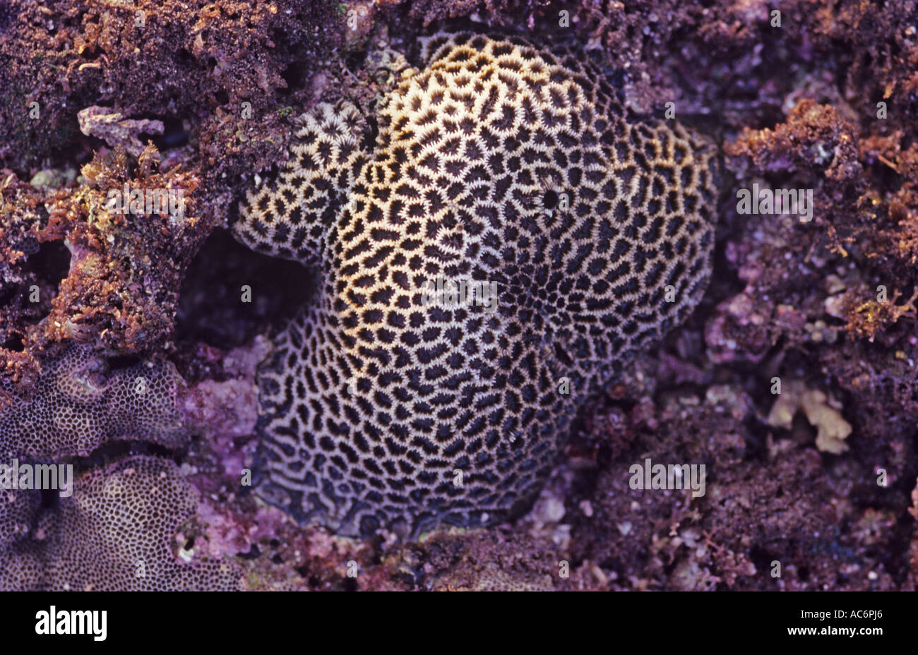 Andrott island hi-res stock photography and images - Alamy