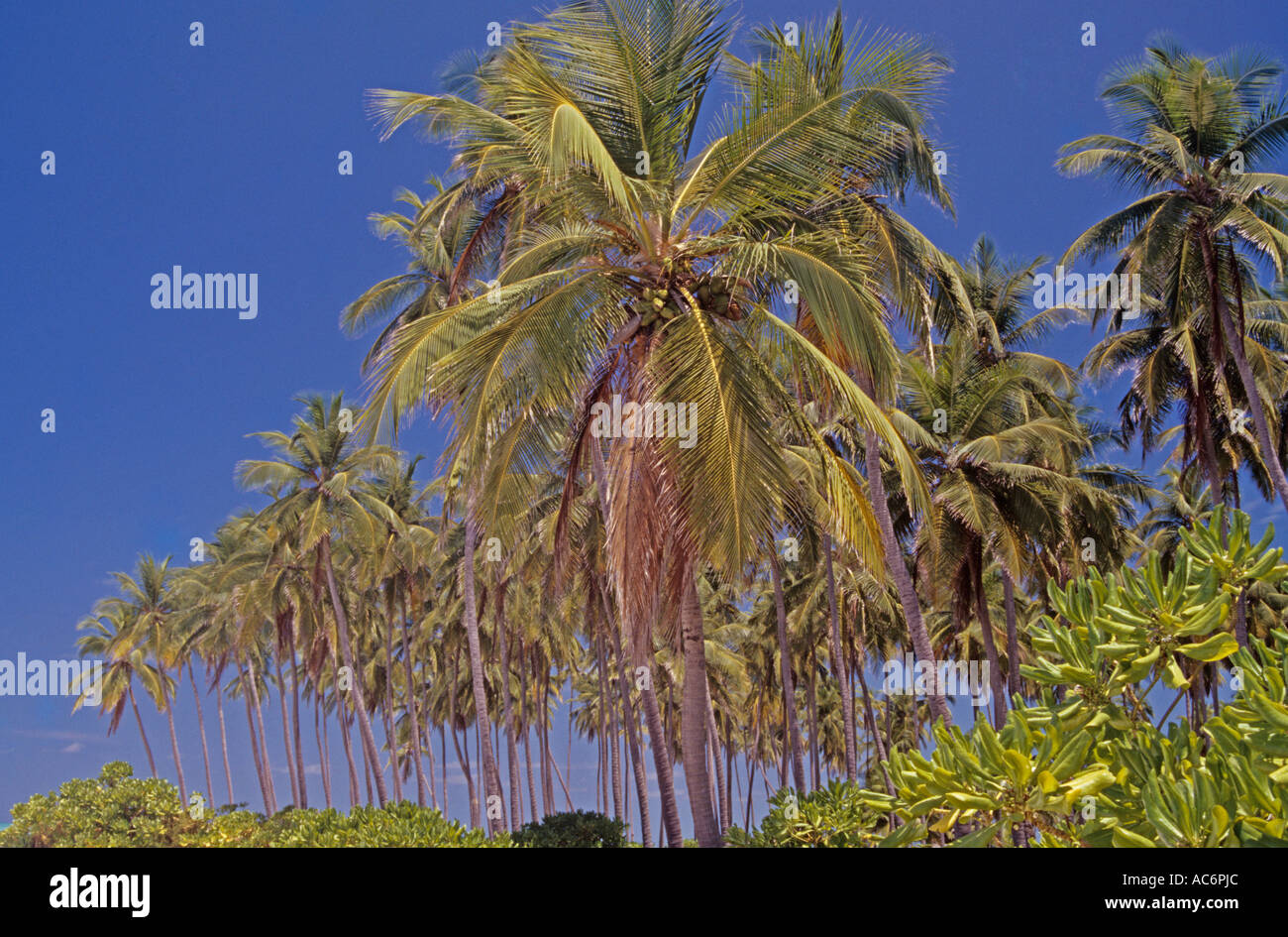 COCONUT TREES OF ANDROTT ISLAND Stock Photo - Alamy