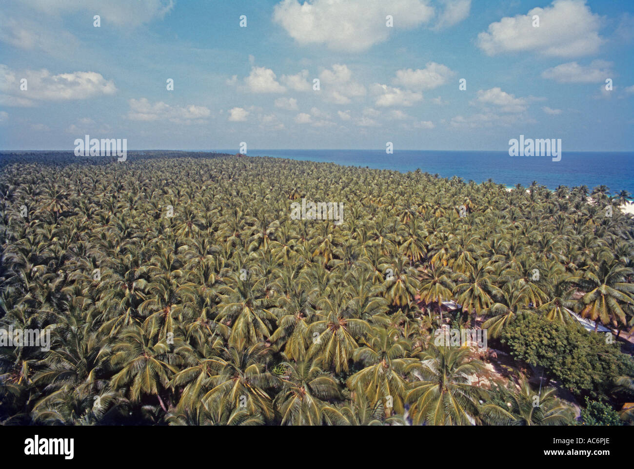COCONUT CANOPY OF ANDROTT ISLAND Stock Photo - Alamy