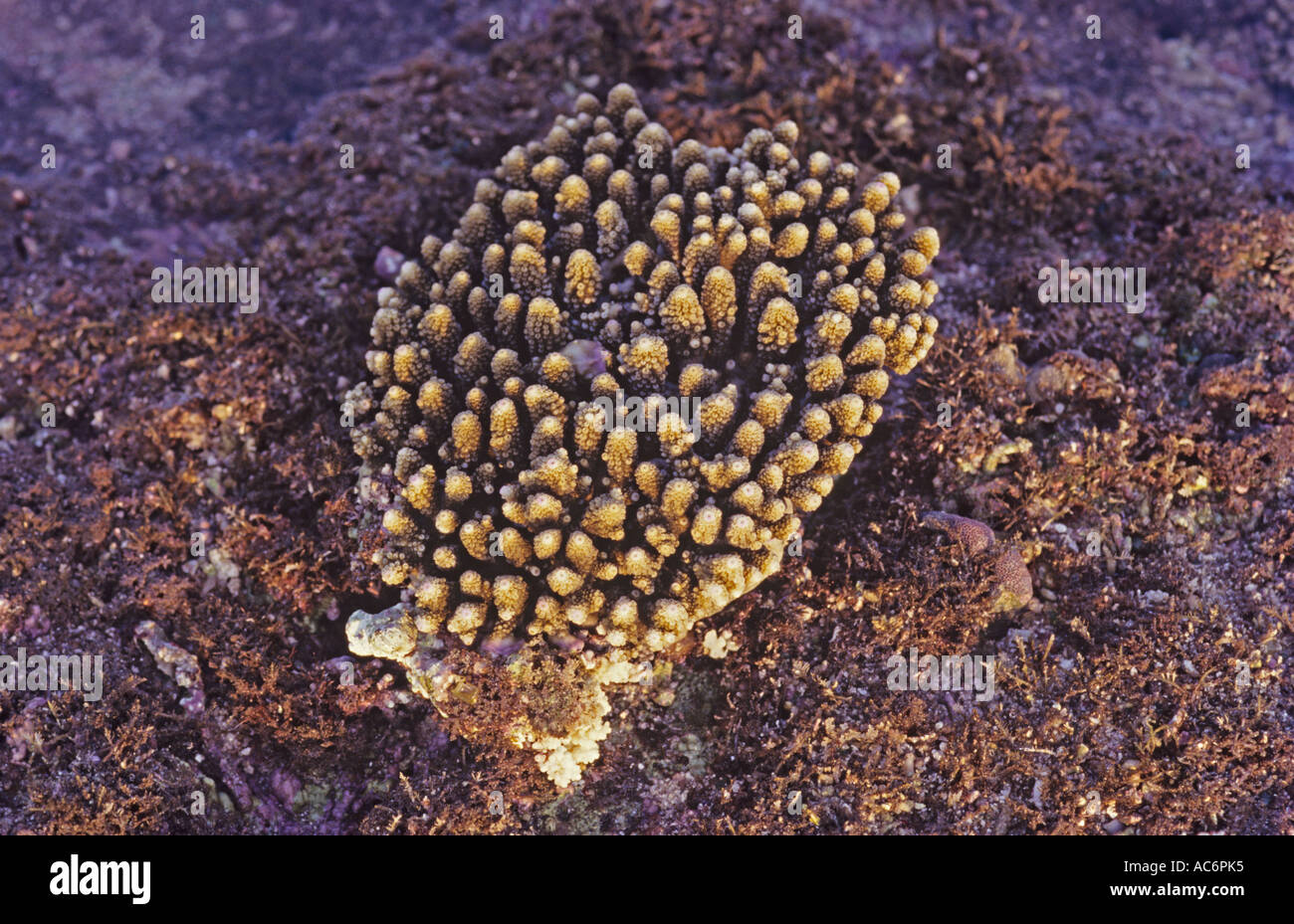 CORALS DURING LOW TIDE ANDROTT ISLAND Stock Photo - Alamy