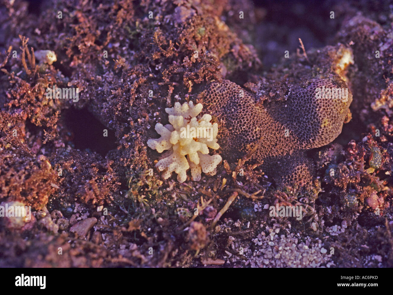 Andrott island hi-res stock photography and images - Alamy