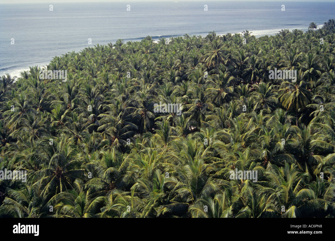 COCONUT CANOPY OF ANDROTT ISLAND Stock Photo - Alamy