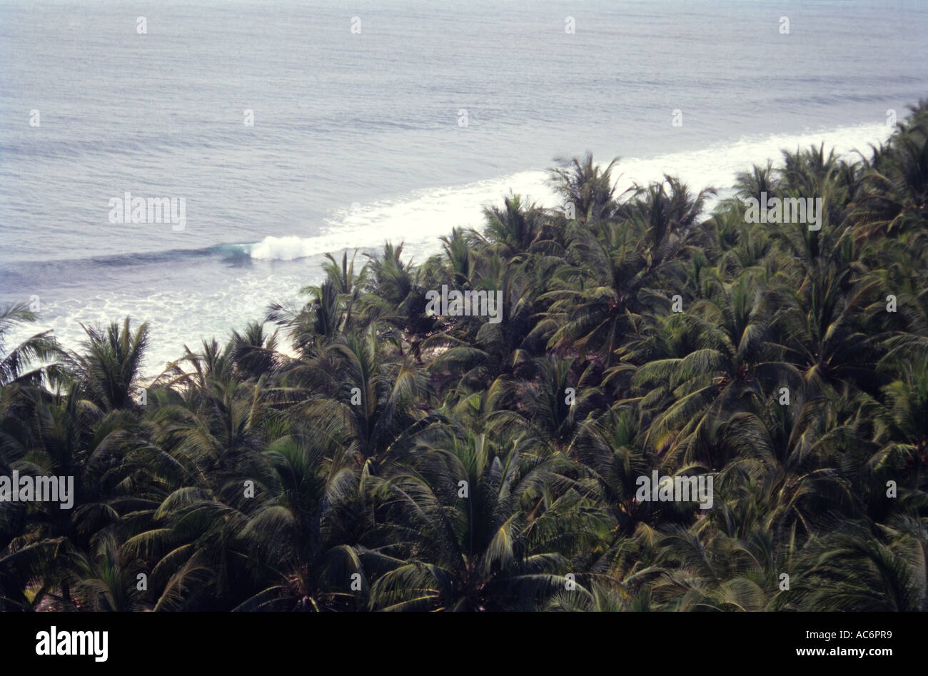 COCONUT CANOPY ANDROTT ISLAND Stock Photo - Alamy