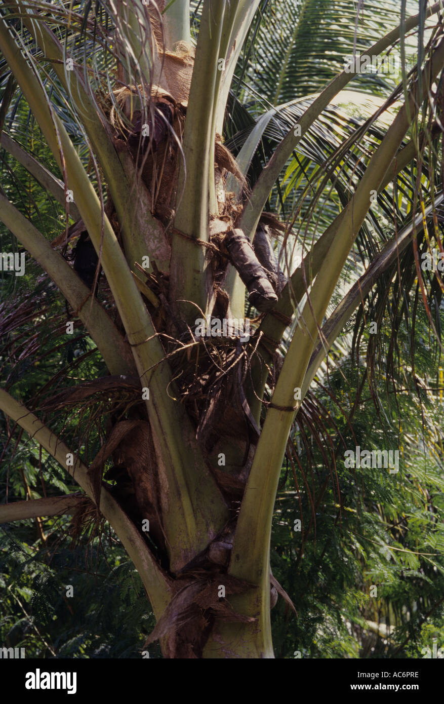 Neera hi-res stock photography and images - Alamy