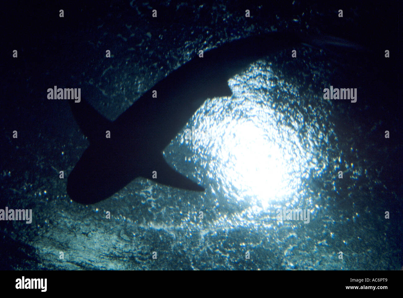 SHARK SEEN FROM BELOW LAKSHADWEEP SEA Stock Photo - Alamy
