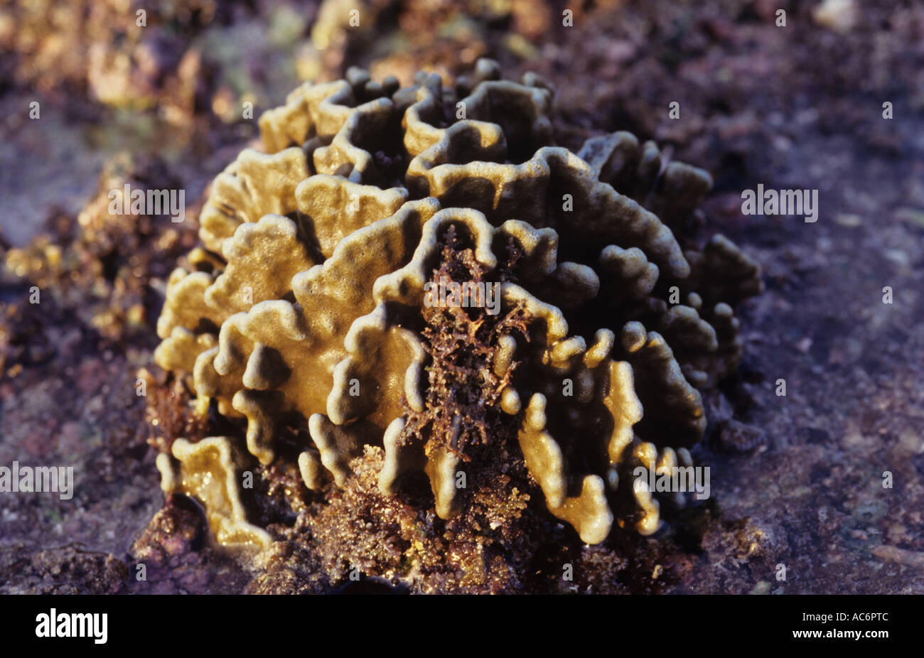 Andrott island hi-res stock photography and images - Alamy