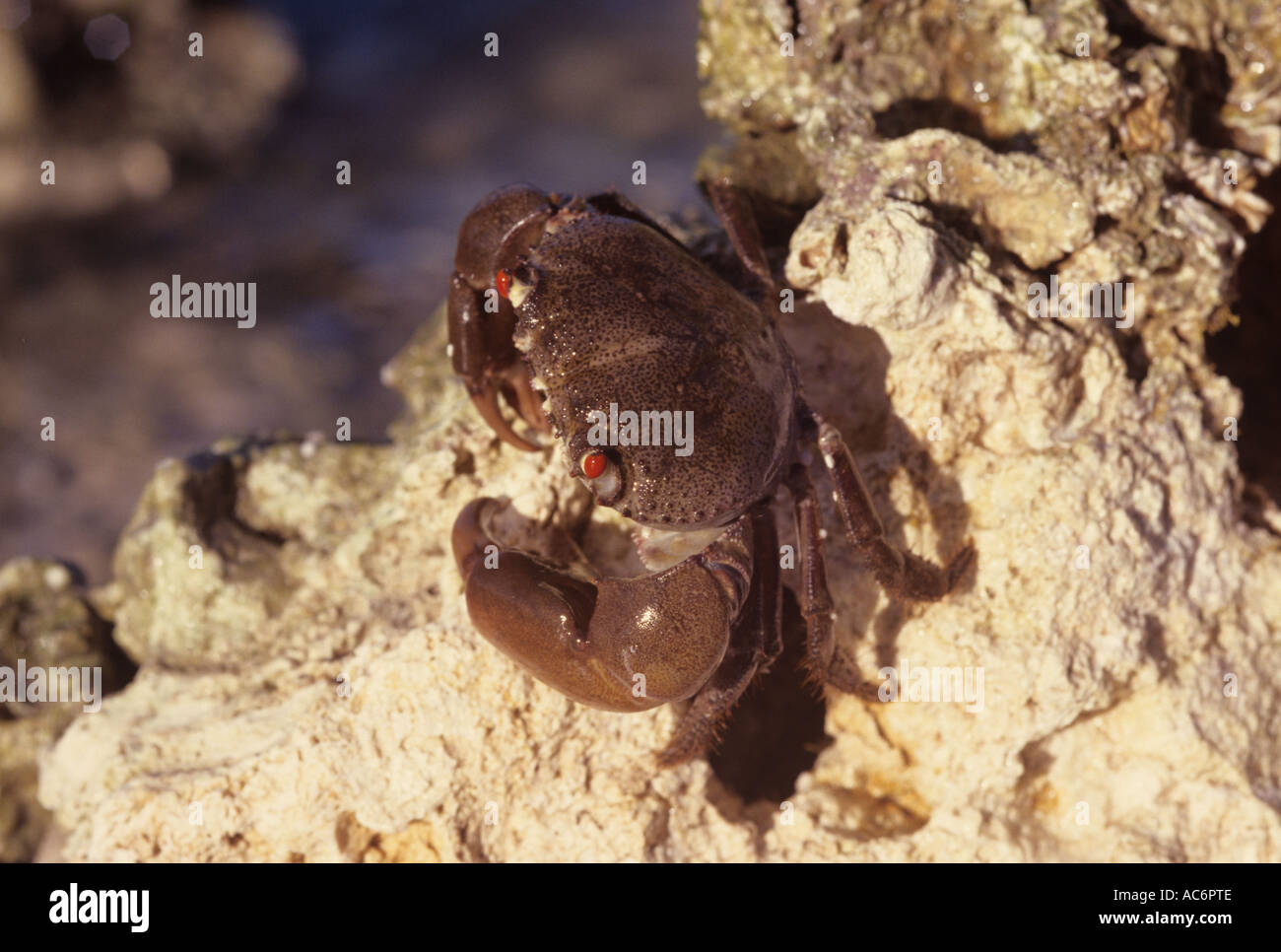 CRAB RESTING ON DEAD CORAL ROCK ANDROTT SEA Stock Photo - Alamy