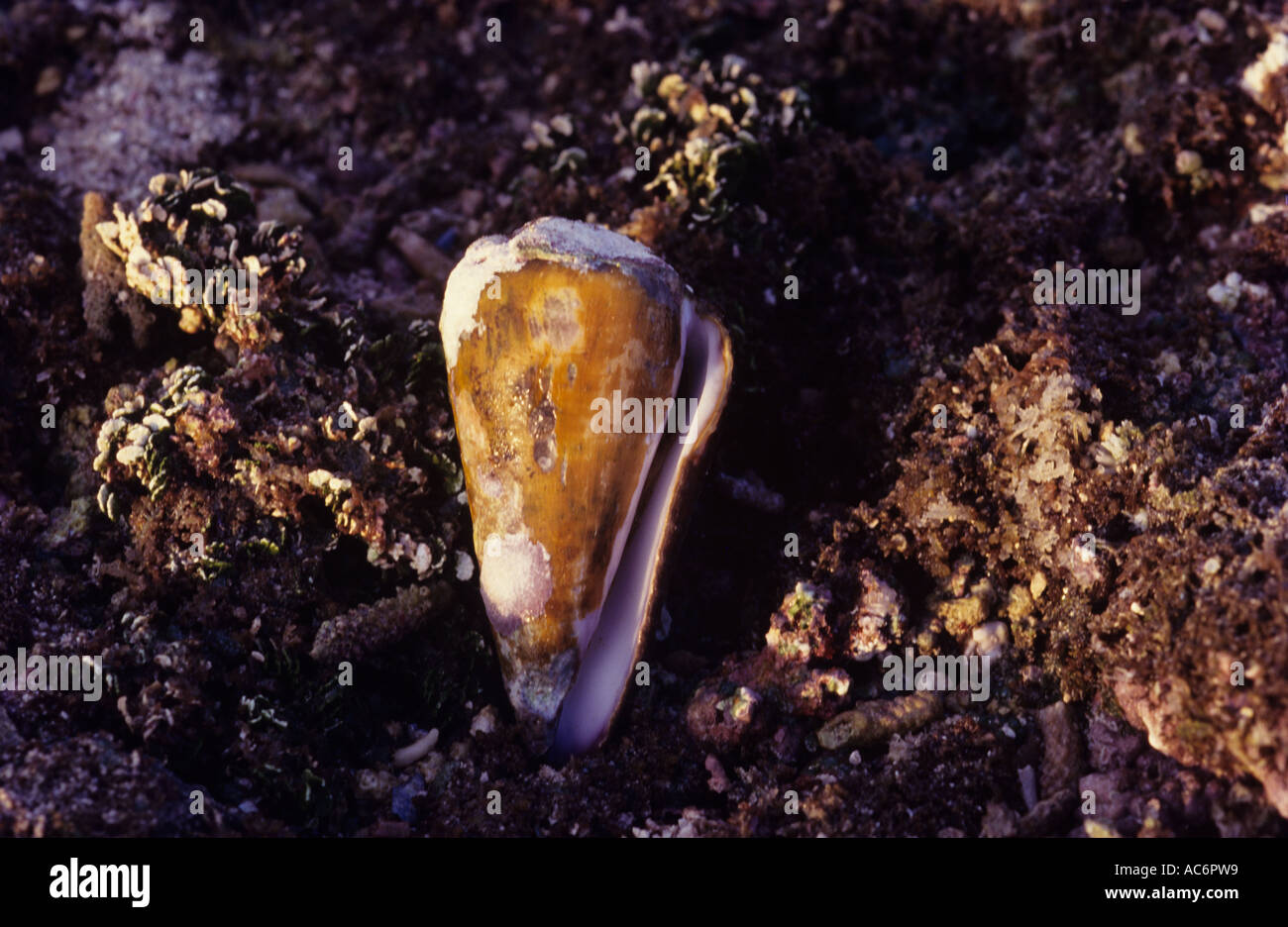 SMALL CONCH AND CORAL EXPOSED DURING LOW TIDE ANDROTT ISLAND Stock ...