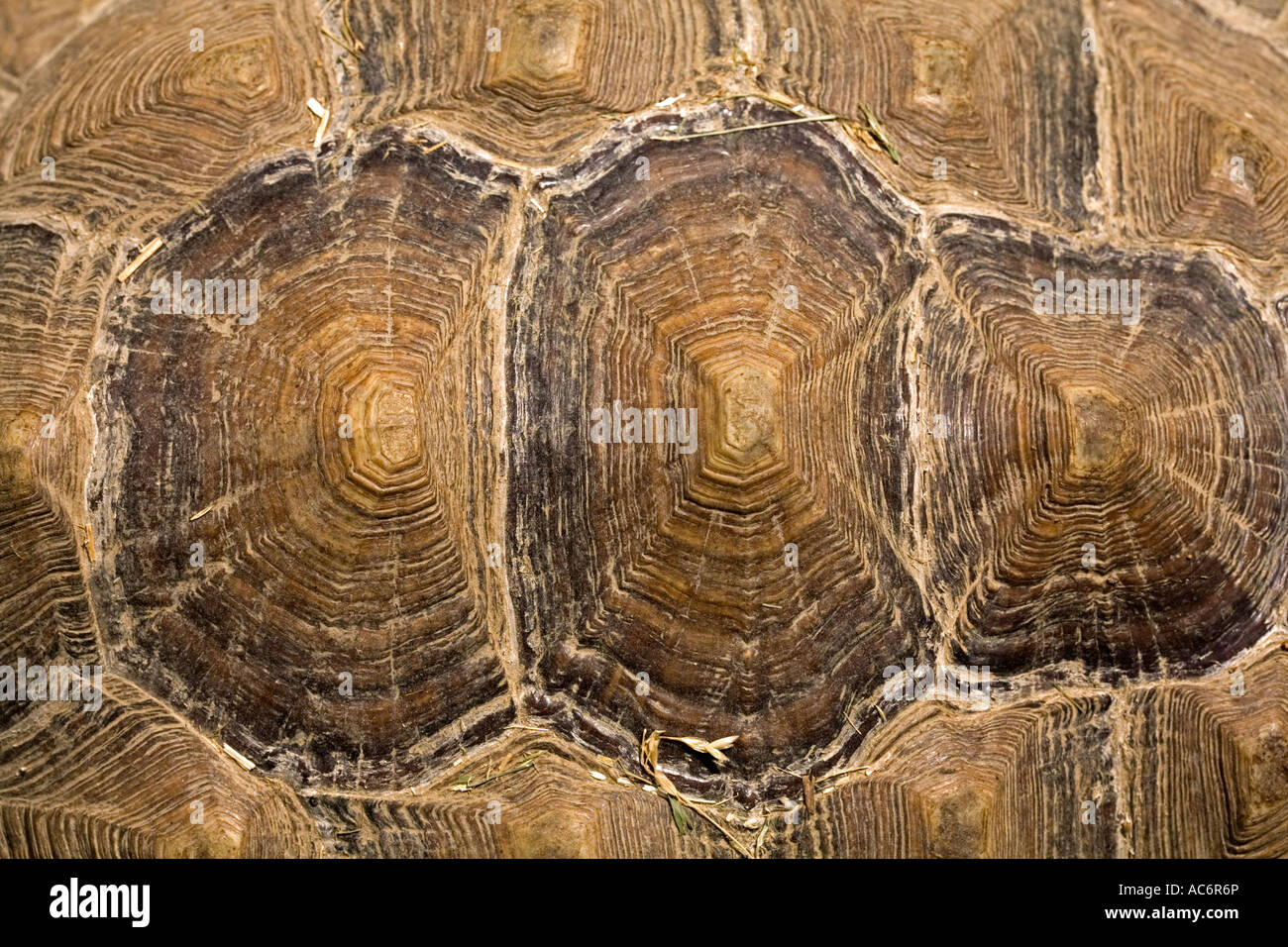 Scalesshell hi-res stock photography and images - Alamy