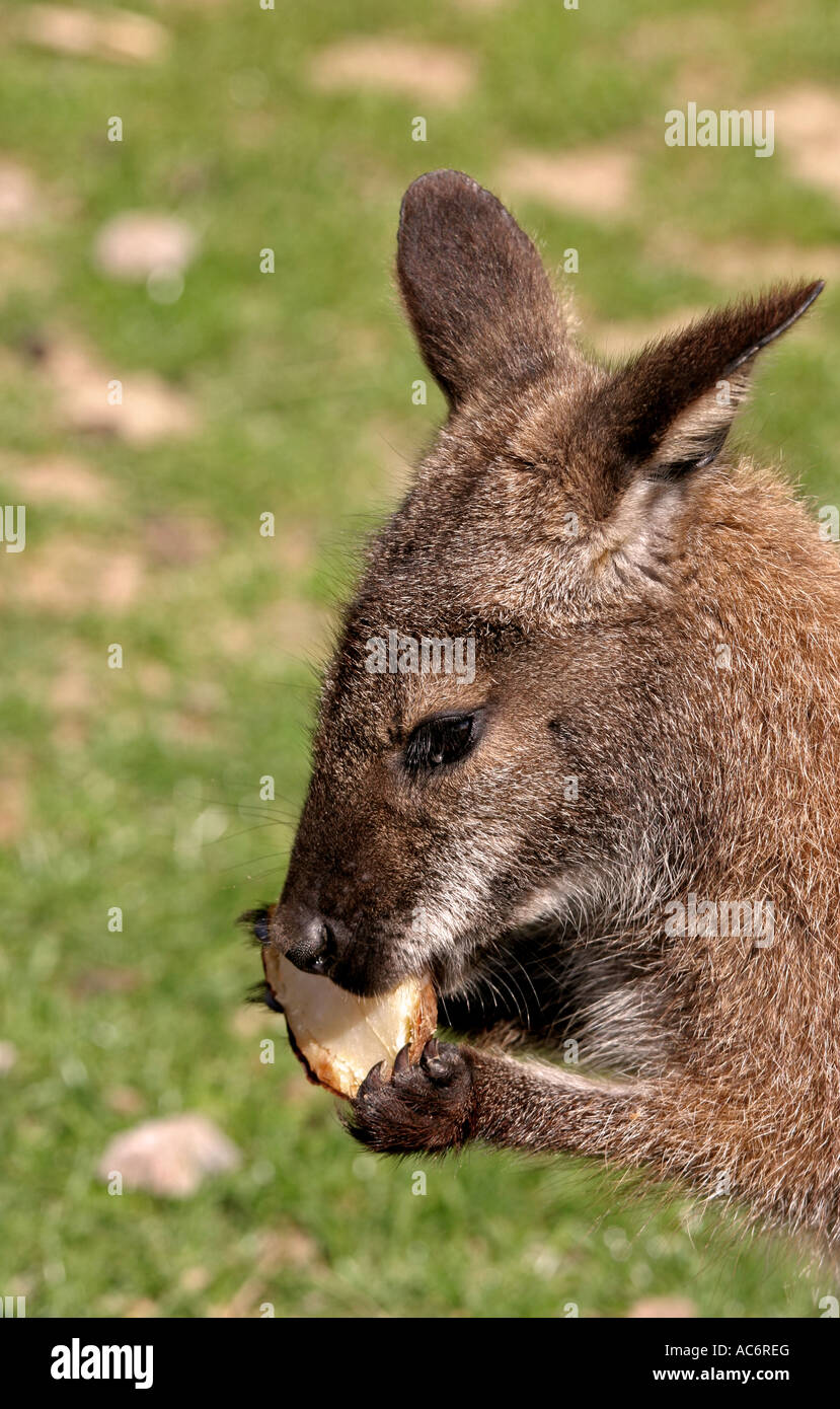 Wallaby and england hi-res stock photography and images - Alamy
