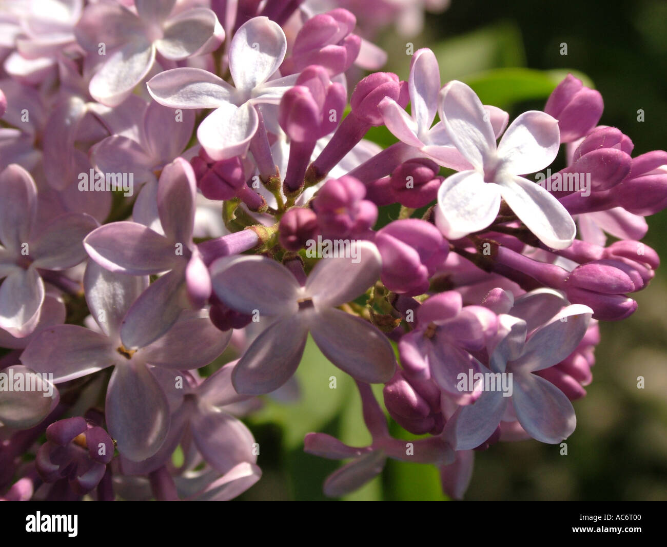 Vermont state flower hi-res stock photography and images - Alamy