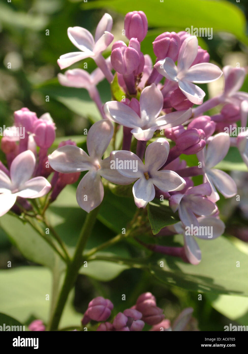 Vermont state flower hi-res stock photography and images - Alamy