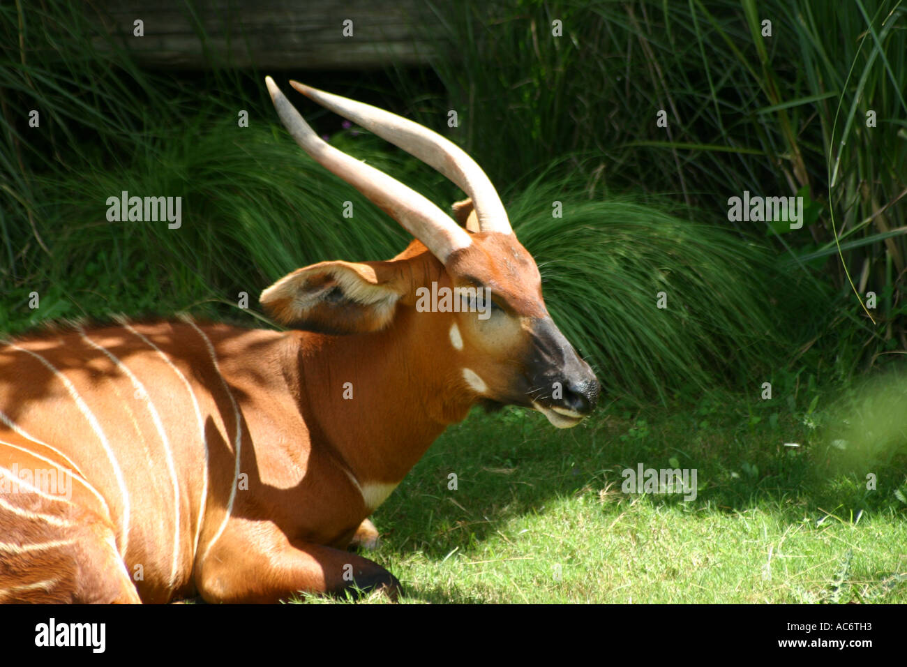 Tragelaphus euryceros hi-res stock photography and images - Alamy