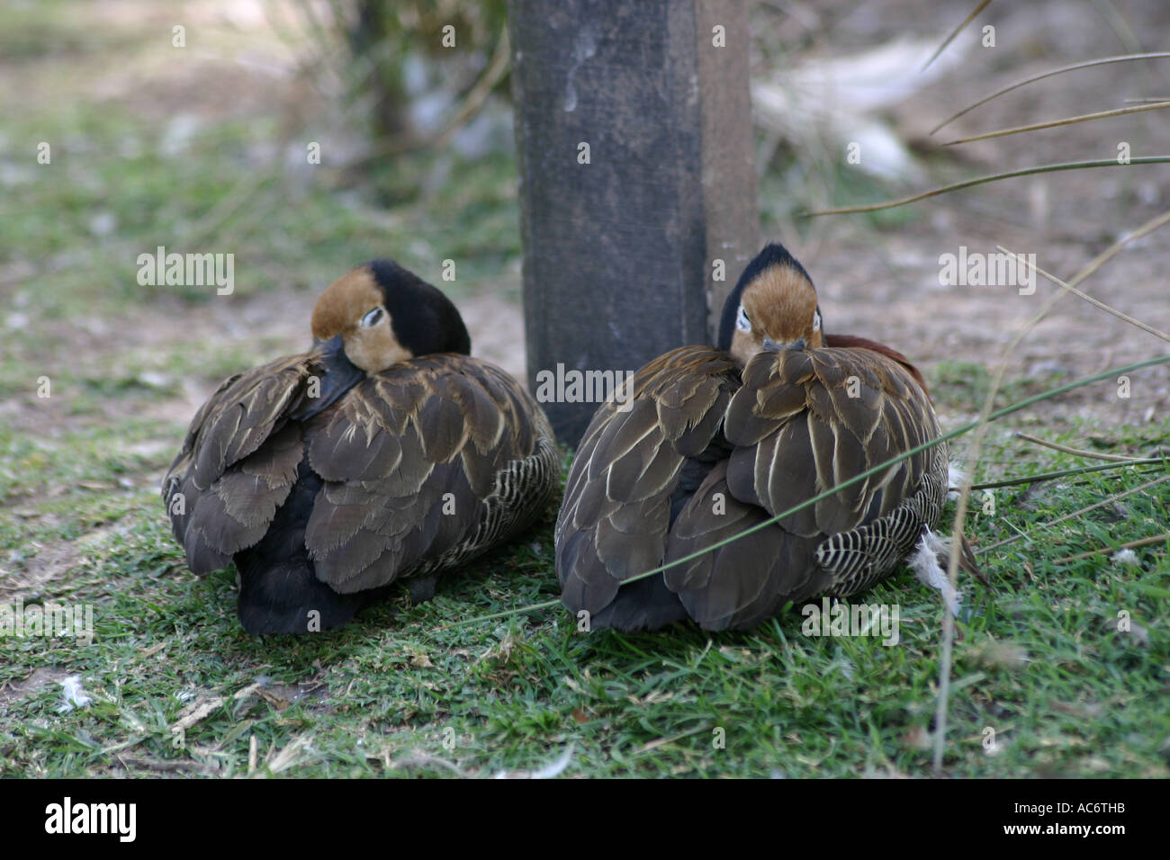 Two ducks sleeping Stock Photo - Alamy