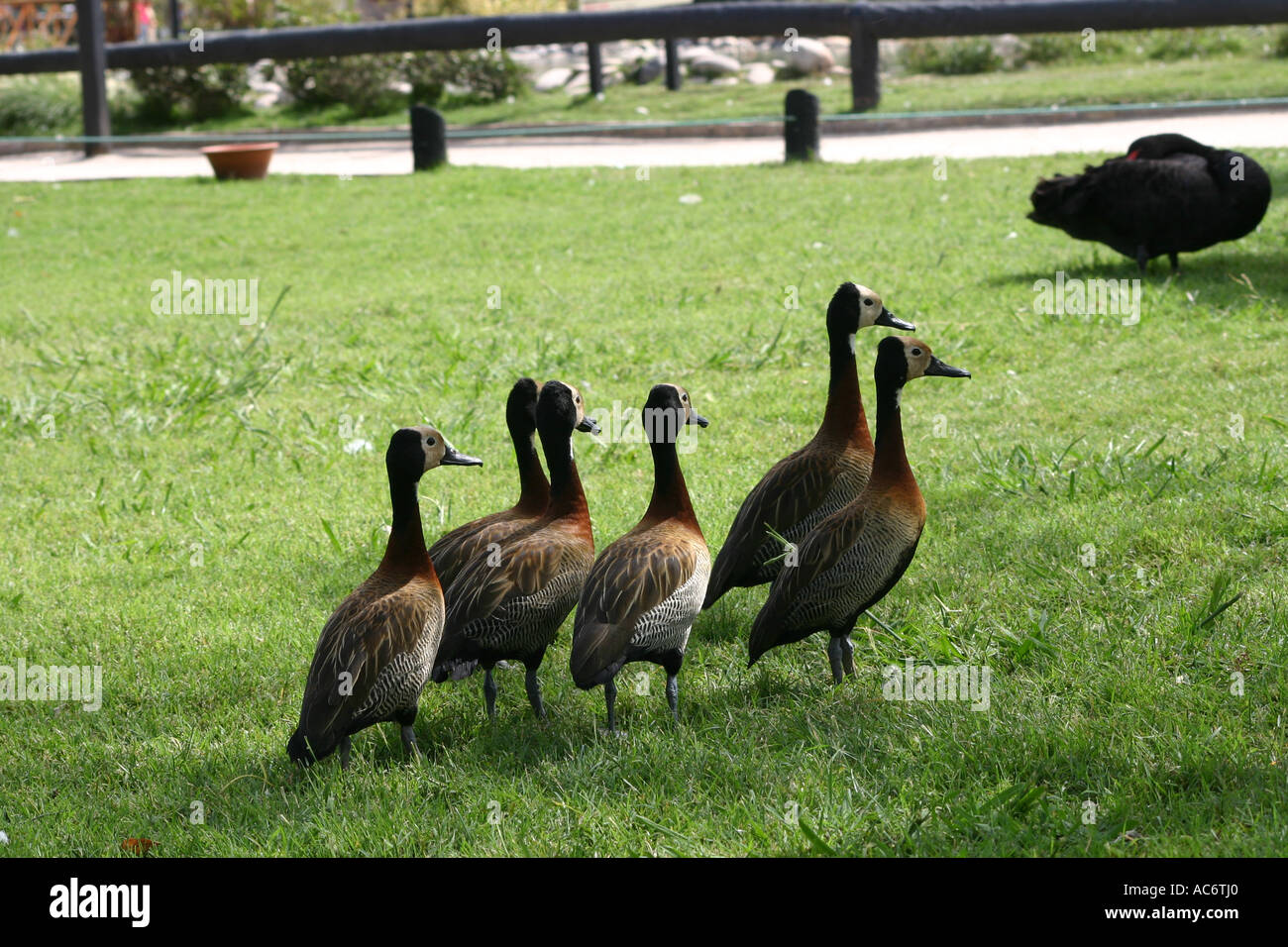 6 ducks walking together Stock Photo - Alamy