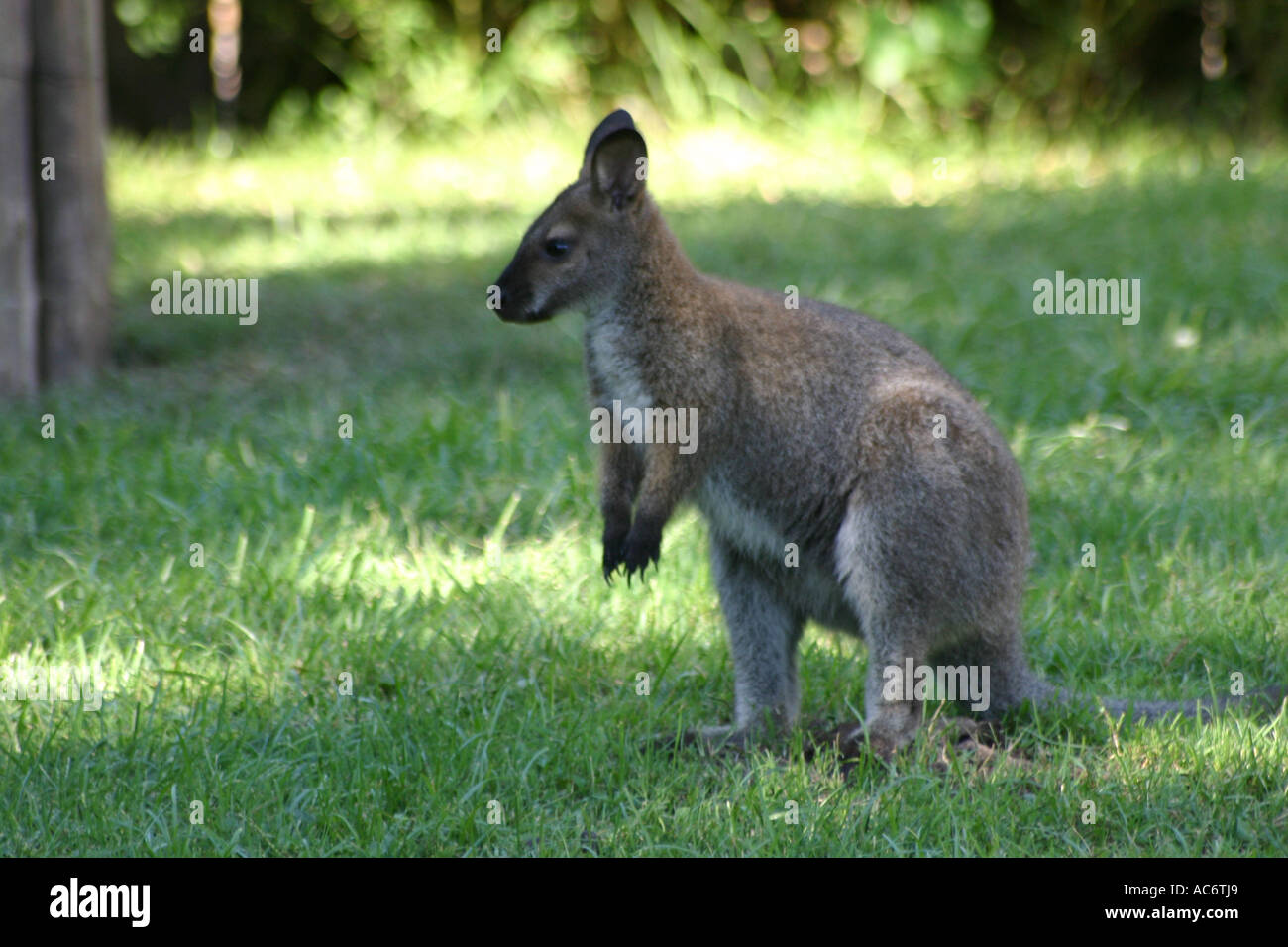 Canguro canguro hi-res stock photography and images - Alamy