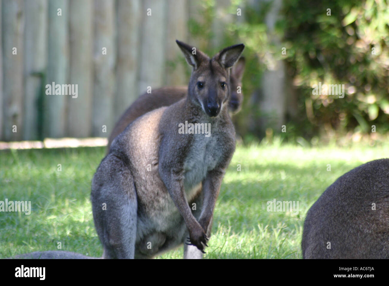 Canguro canguro hi-res stock photography and images - Alamy