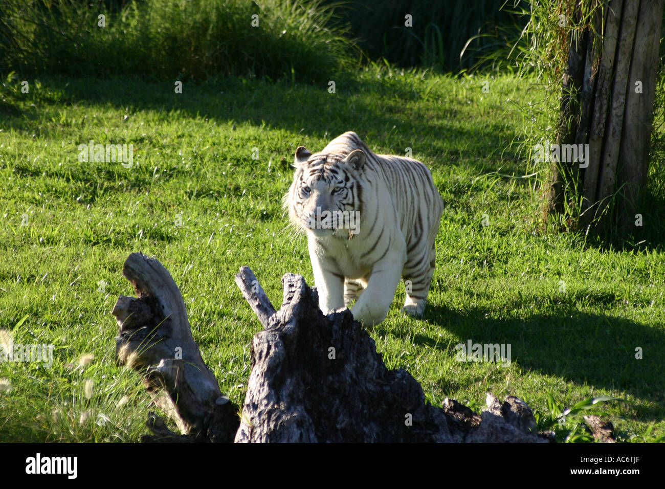 Tigre leon hi-res stock photography and images - Alamy