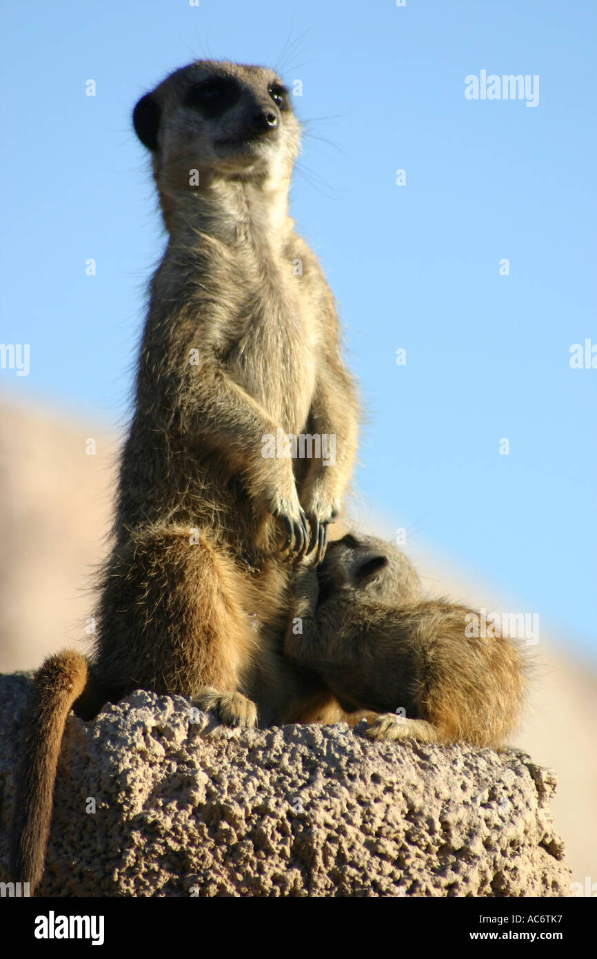 Suricata animals zoo hi-res stock photography and images - Alamy