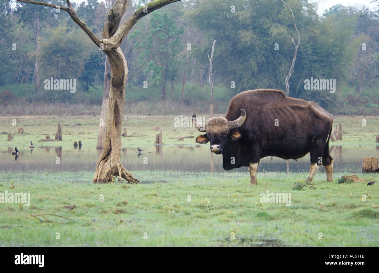 GAUR ON THE SHORES OF KABINI RIVER KARNATAKA Stock Photo - Alamy