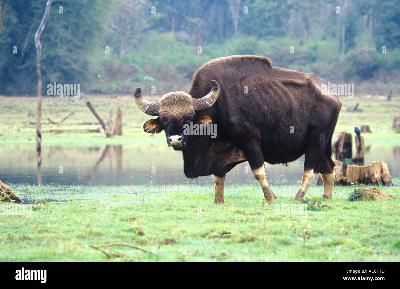 Mammals of kabini hi-res stock photography and images - Alamy