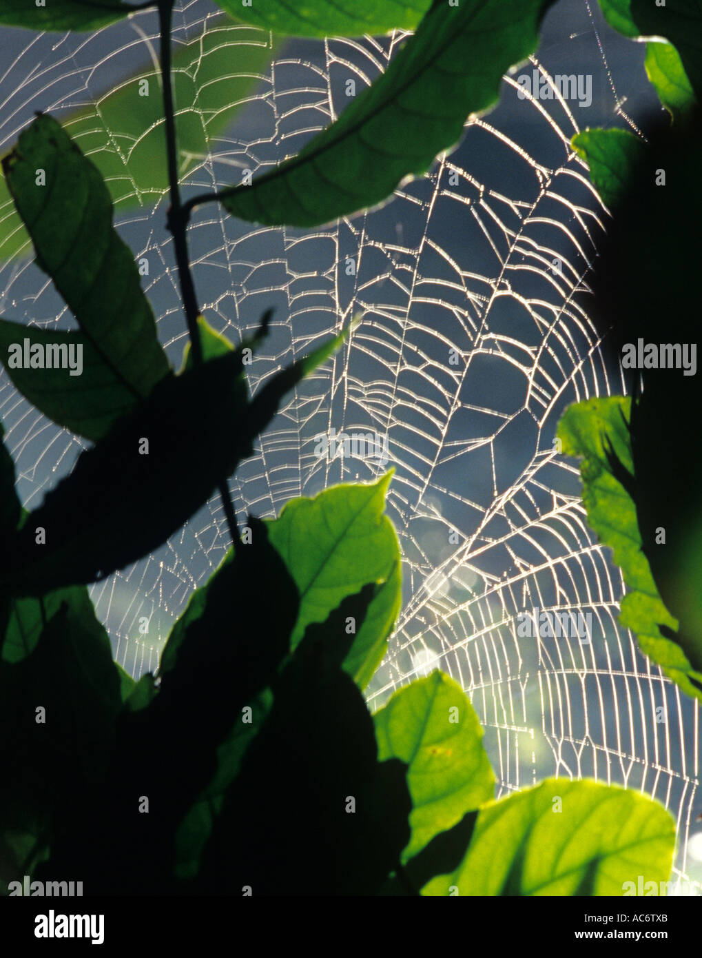 SPIDER WEB KARNATAKA Stock Photo - Alamy