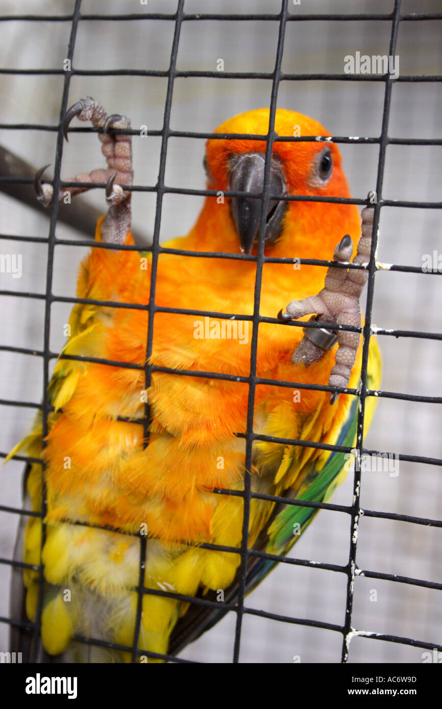 A BRIGHT ORANGE PARROT IN A CAGE BAPD 2430 Stock Photo - Alamy