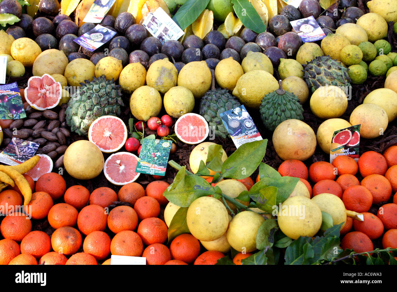 COLOURFUL DISPLAY OF FRESH HOMEGROWN FRUIT AT A MARKET STALL QUEENSLAND ...