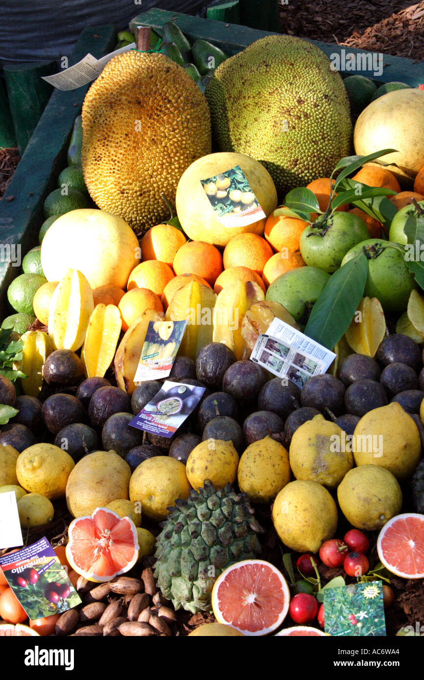 COLOURFUL DISPLAY OF FRESH HOMEGROWN FRUIT AT A MARKET STALL QUEENSLAND ...