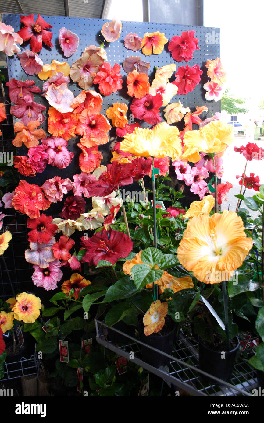 HIBISCUS FLOWERS AT A GARDEN SHOW BAPD 2443 Stock Photo - Alamy