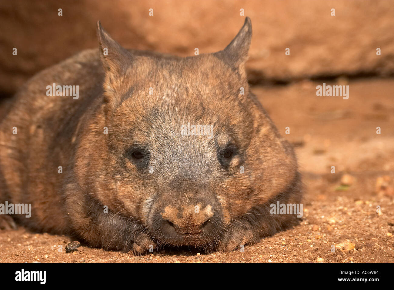 Southern Hairy Nosed Wombat Australia Lasiorhinus latrifrons Stock ...