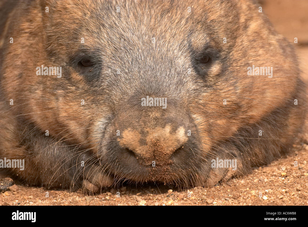 Southern Hairy Nosed Wombat Australia Lasiorhinus latrifrons Stock ...