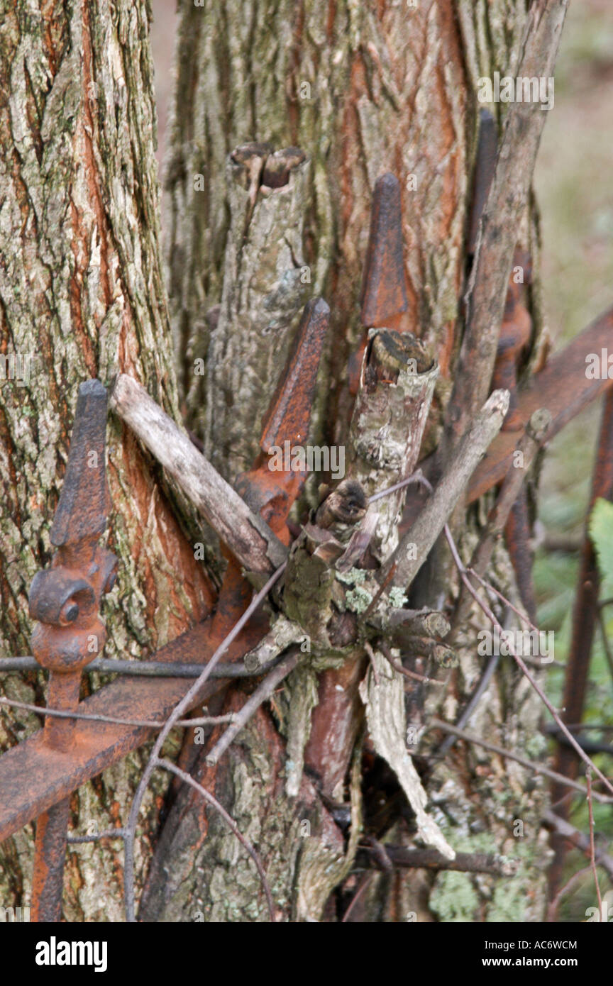 iron fence growing through tree Stock Photo - Alamy