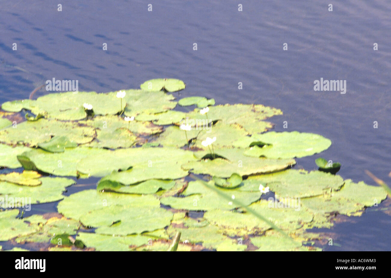 Buoyant leaves hi-res stock photography and images - Alamy