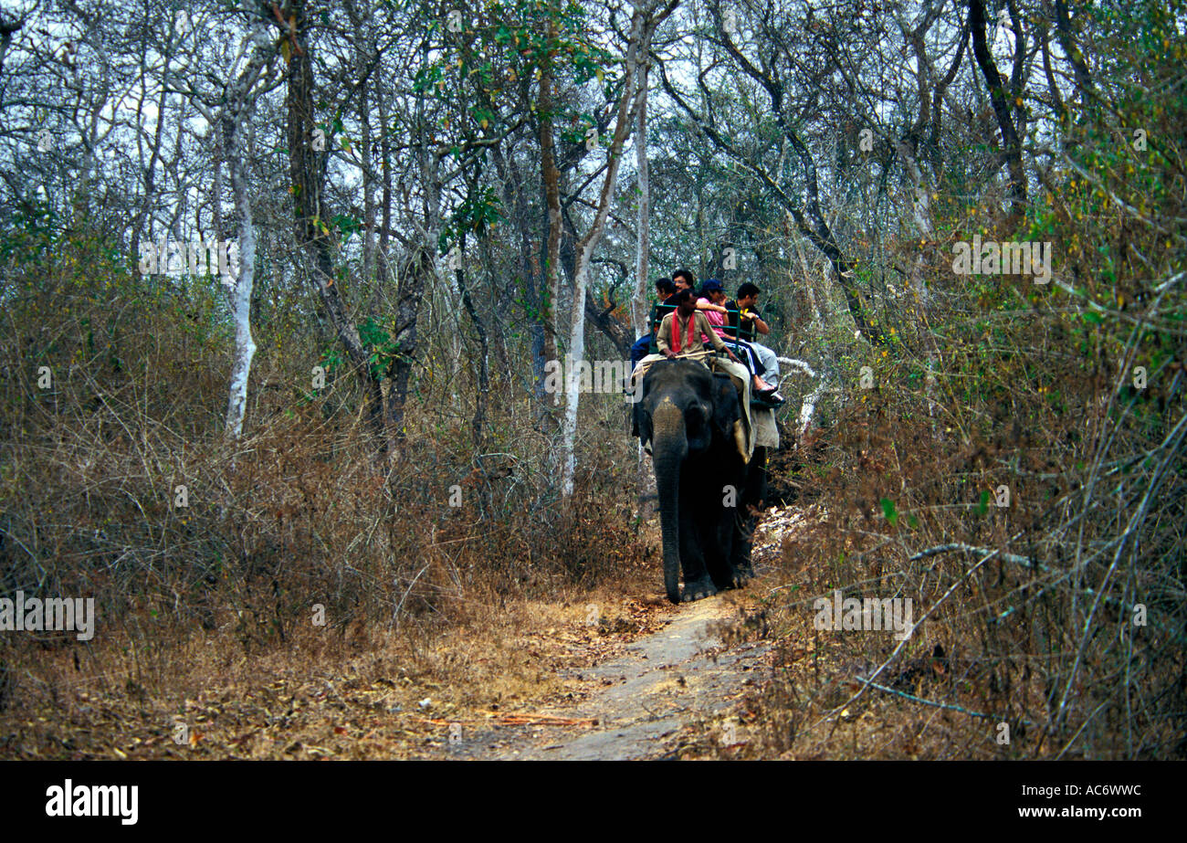 A RIDE ON THE ELEPHANT THROUGH THE JUNGLE PATHS KARNATAKA Stock Photo ...